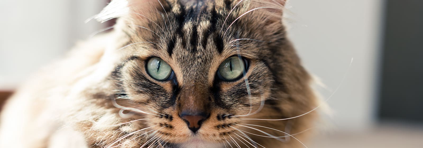 Wish List Berea Animal Rescue