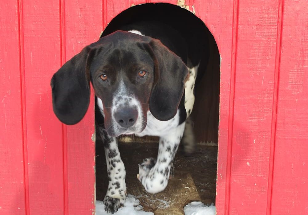Wish List Berea Animal Rescue